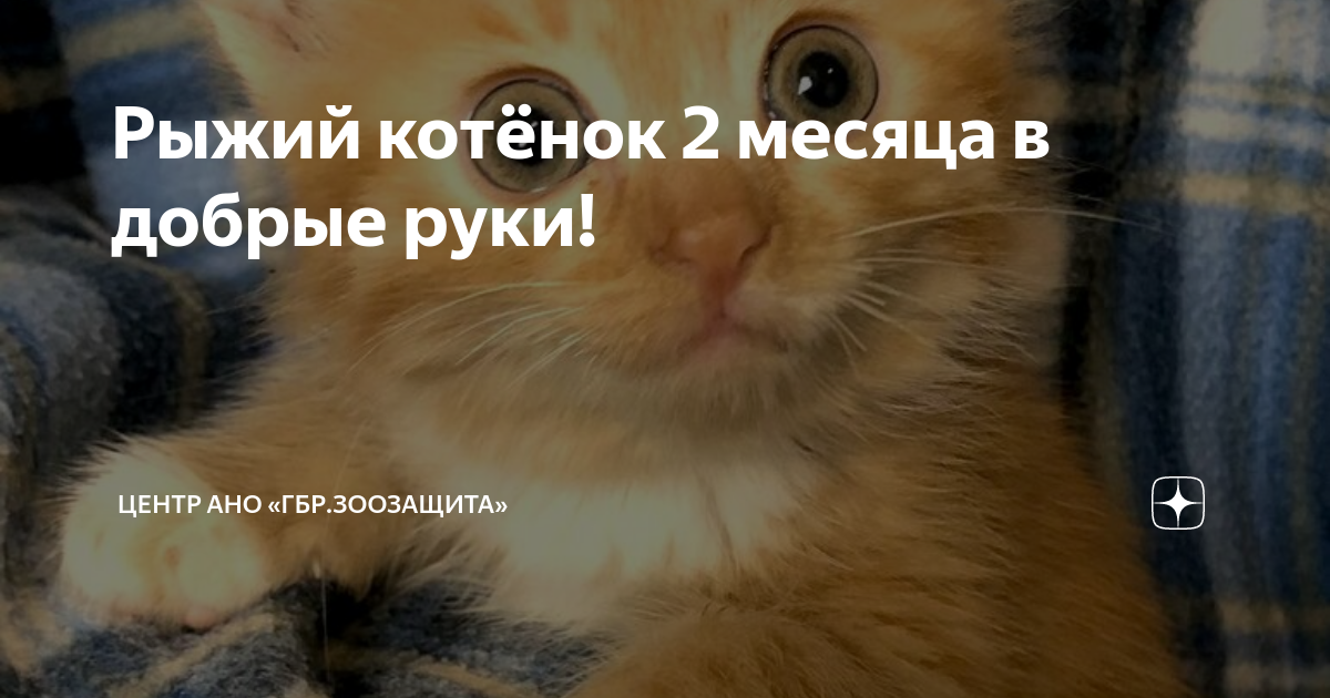Рыжий котёнок 2 месяца в добрые руки! | Центр АНО «ГБР.ЗООЗАЩИТА» | Дзен
