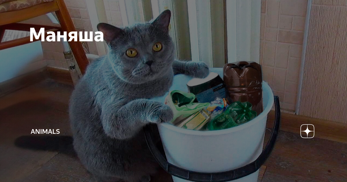 Маняша | Animals | Дзен