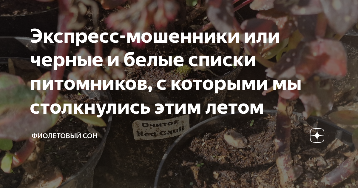 Экспресс-мошенники или черные и белые списки питомников, с которыми мы ...