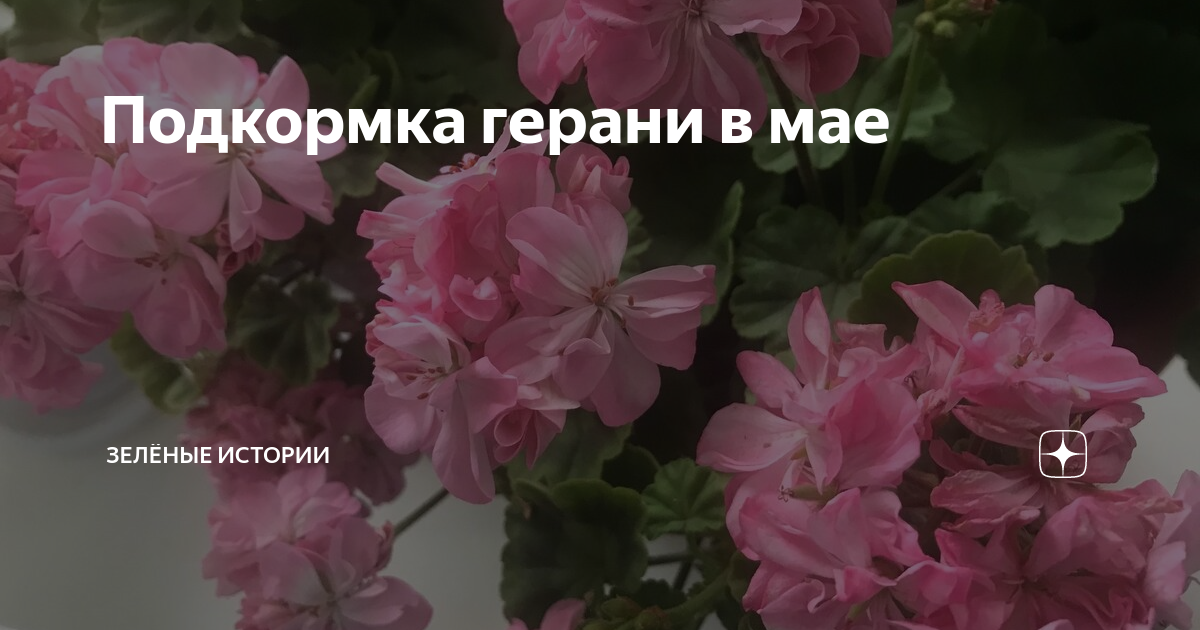 Подкормка герани в мае | Зелёные истории | Дзен