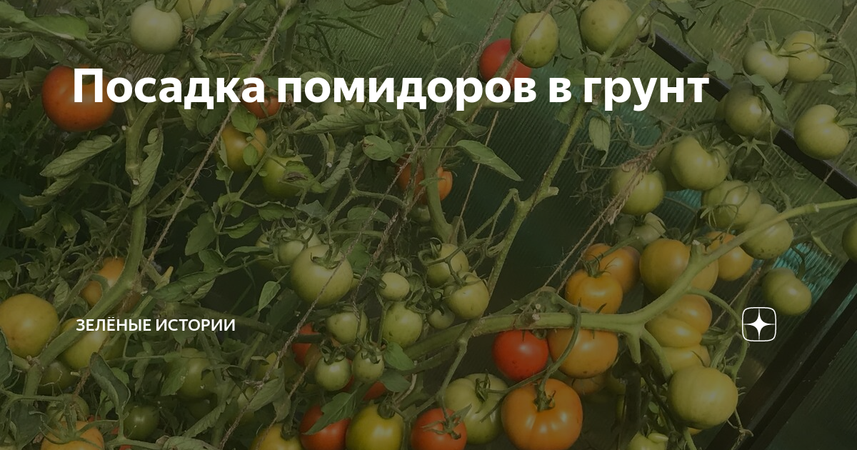 Посадка помидоров в грунт | Зелёные истории | Дзен