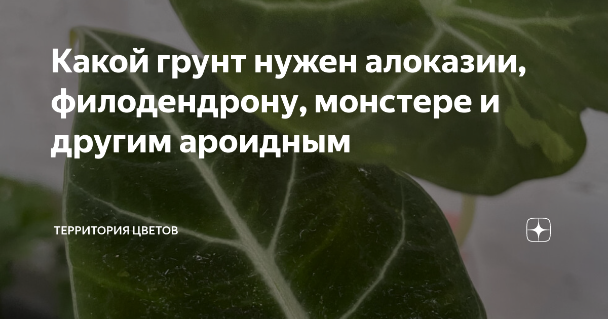 Какой грунт нужен алоказии, филодендрону, монстере и другим ароидным ...
