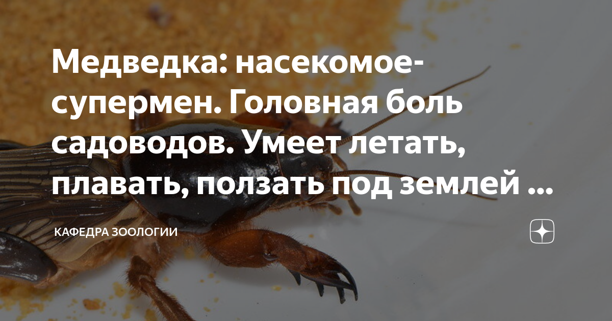 Медведка: насекомое-супермен. Головная боль садоводов. Умеет летать ...