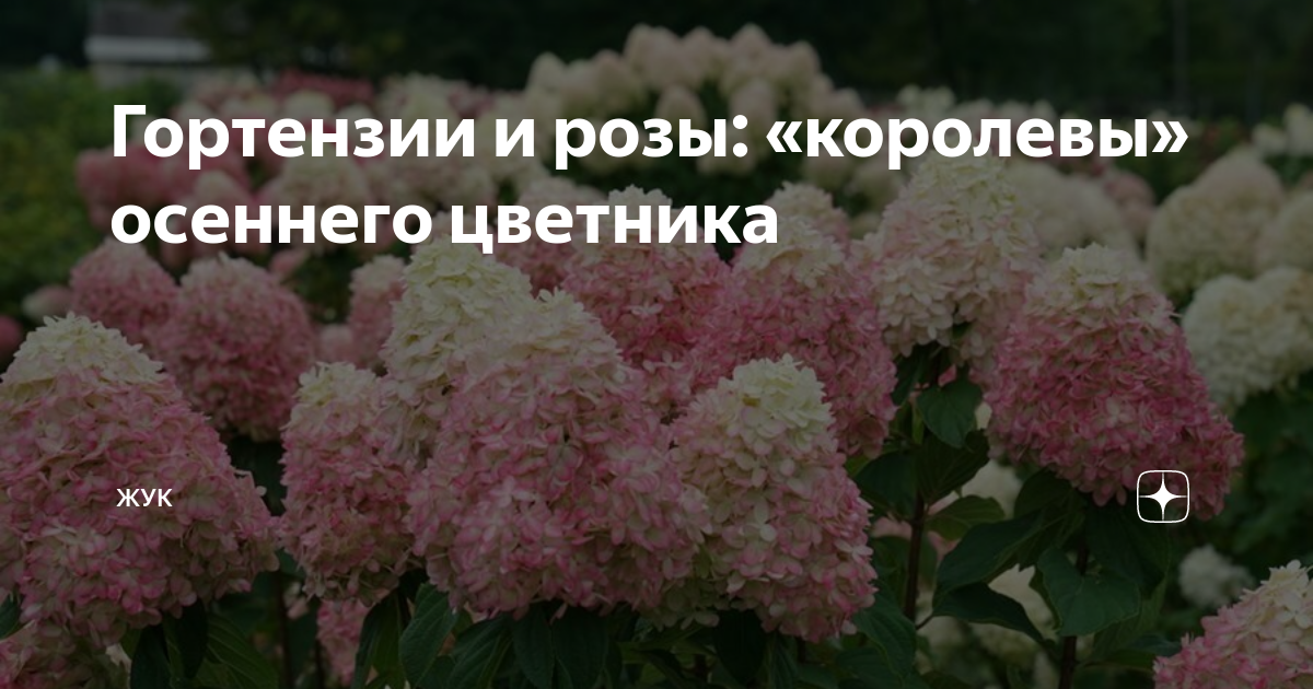 Гортензии и розы: «королевы» осеннего цветника | Жук | Дзен