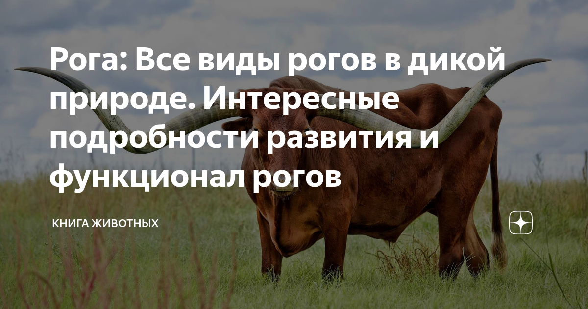 Рога: Все виды рогов в дикой природе. Интересные подробности развития и ...