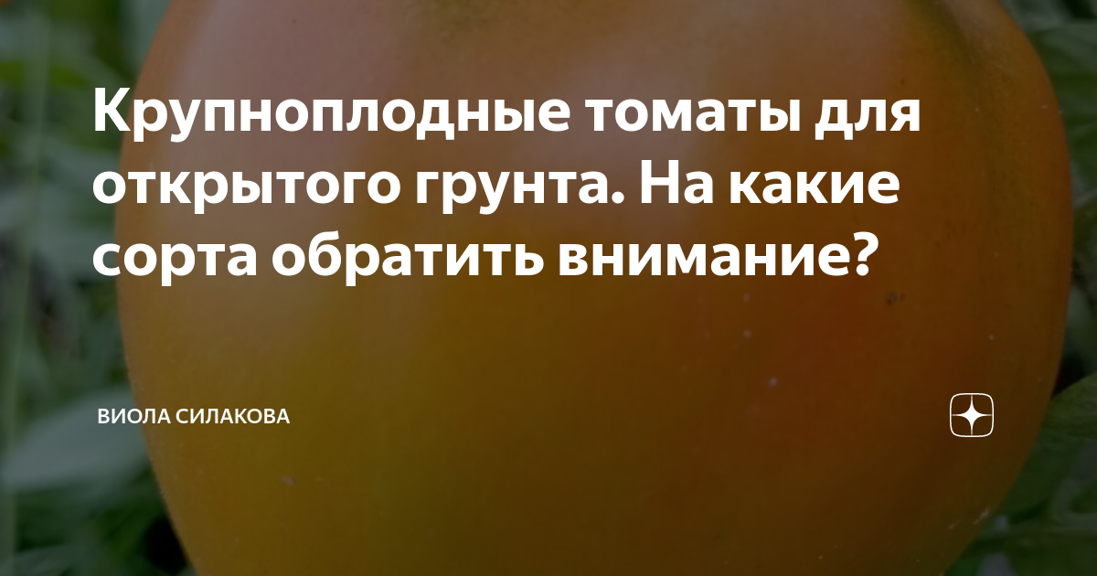 Крупноплодные томаты для открытого грунта. На какие сорта обратить ...