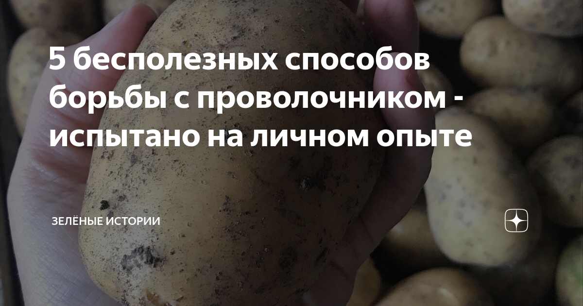 5 бесполезных способов борьбы с проволочником - испытано на личном ...