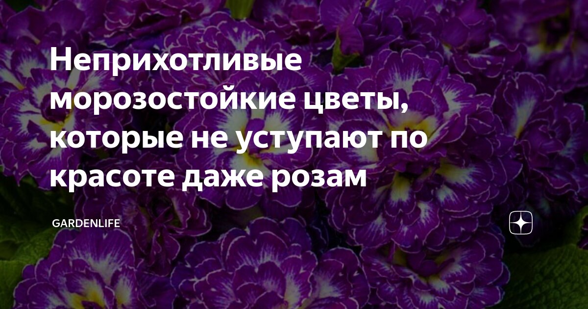 Неприхотливые морозостойкие цветы, которые не уступают по красоте даже ...