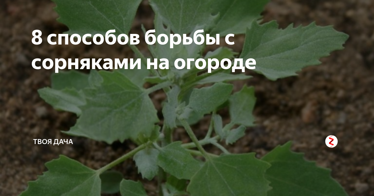 8 способов борьбы с сорняками на огороде | Твоя Дача | Дзен