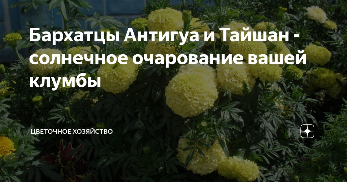 Бархатцы Антигуа и Тайшан - солнечное очарование вашей клумбы ...