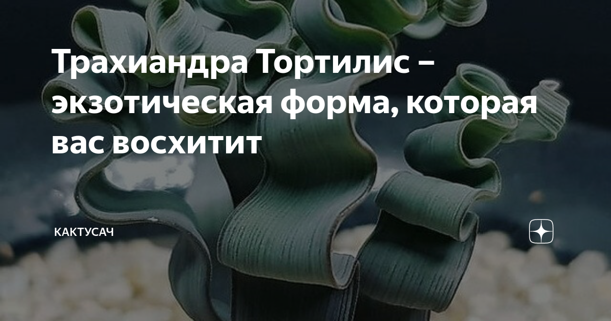 Трахиандра Тортилис – экзотическая форма, которая вас восхитит ...