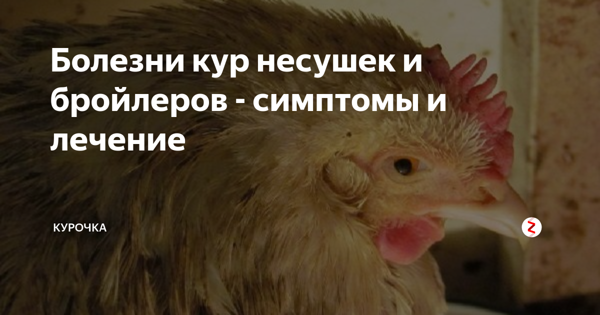 Болезни кур несушек и бройлеров - симптомы и лечение | Курочка | Дзен