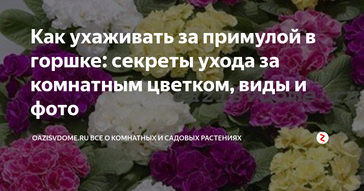Как ухаживать за примулой в горшке: секреты ухода за комнатным цветком ...