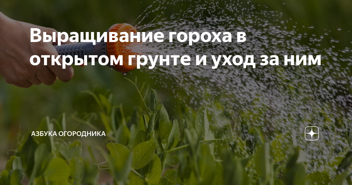 Выращивание гороха в открытом грунте и уход за ним | Азбука огородника ...