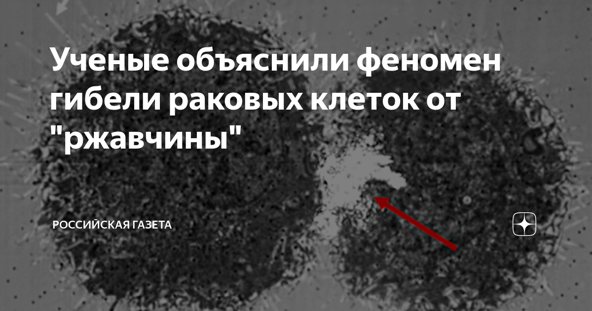 Ученые объяснили феномен гибели раковых клеток от ржавчины