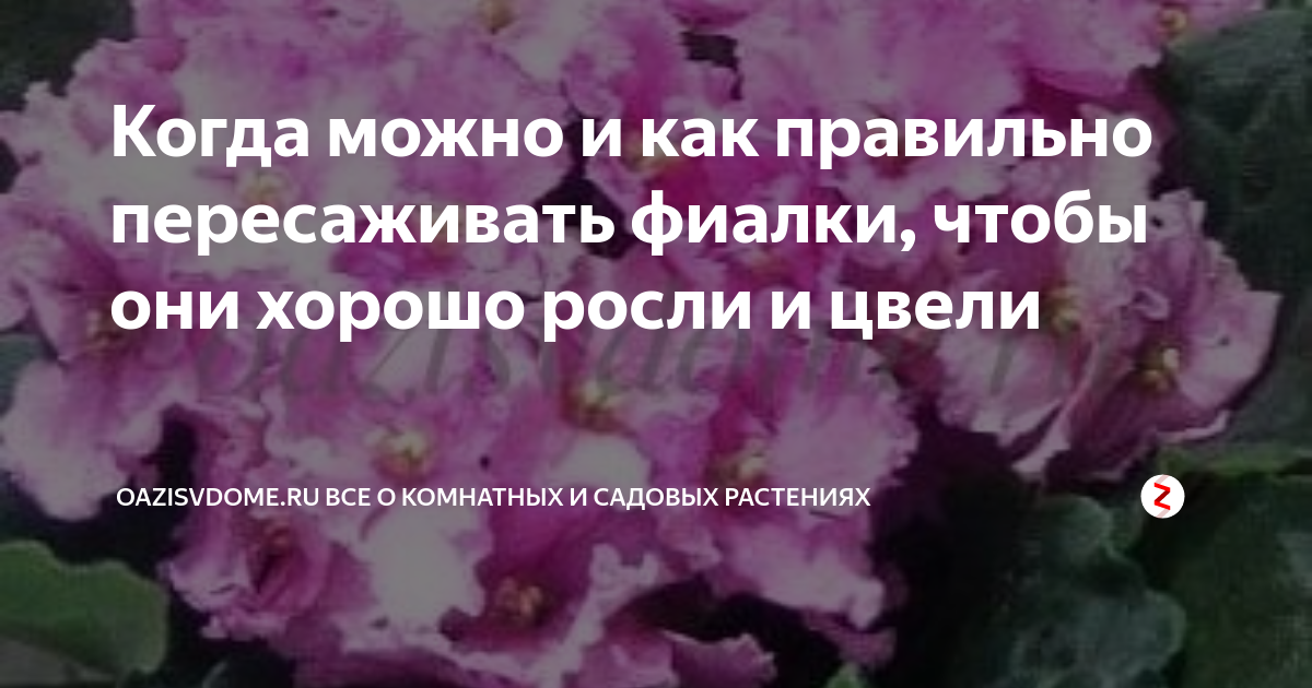 Когда можно и как правильно пересаживать фиалки, чтобы они хорошо росли ...