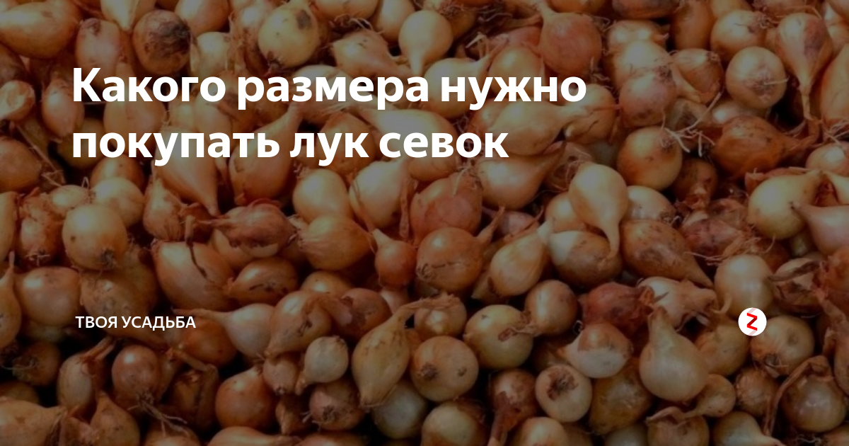 Какого размера нужно покупать лук севок | Твоя усадьба | Дзен