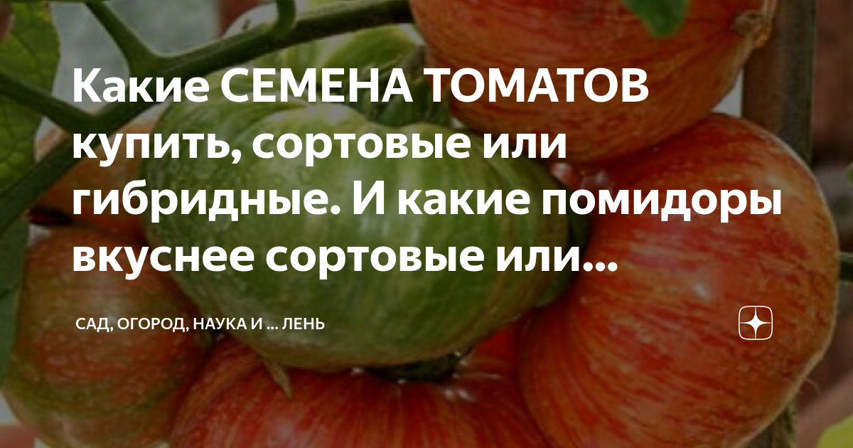 Какие СЕМЕНА ТОМАТОВ купить, сортовые или гибридные. И какие помидоры ...