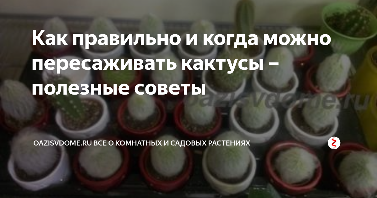Как правильно и когда можно пересаживать кактусы – полезные советы ...