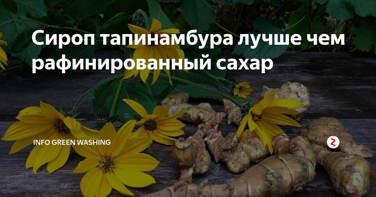 Сироп тапинамбура лучше чем рафинированный сахар | Info Green Washing ...