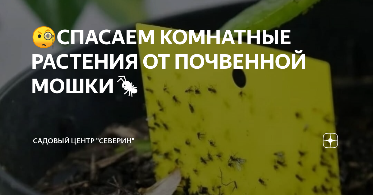 🧐СПАСАЕМ КОМНАТНЫЕ РАСТЕНИЯ ОТ ПОЧВЕННОЙ МОШКИ🐜 | Садовый центр ...