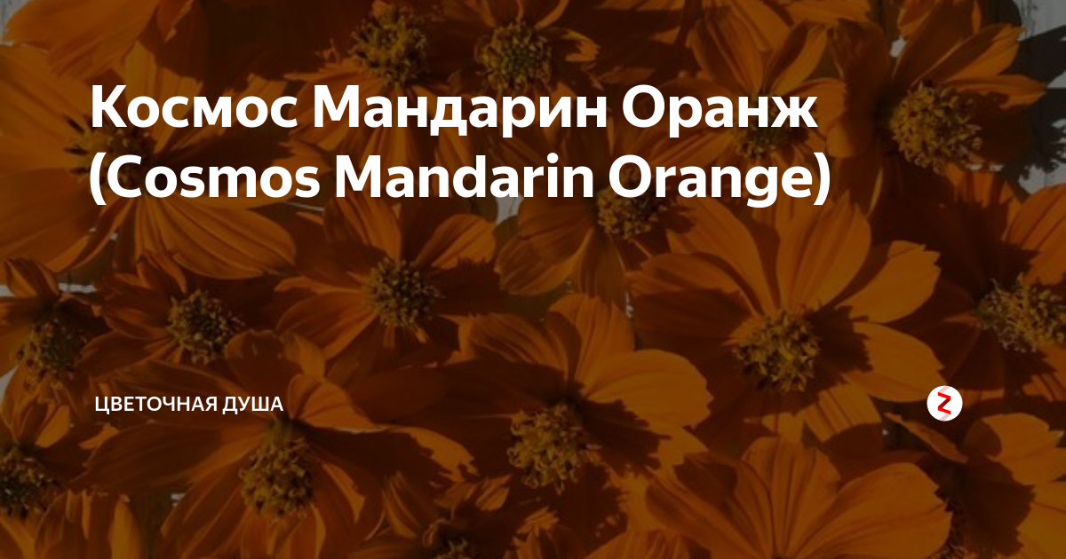 Космос Мандарин Оранж (Cosmos Mandarin Orange) | В окружении цветов. | Дзен