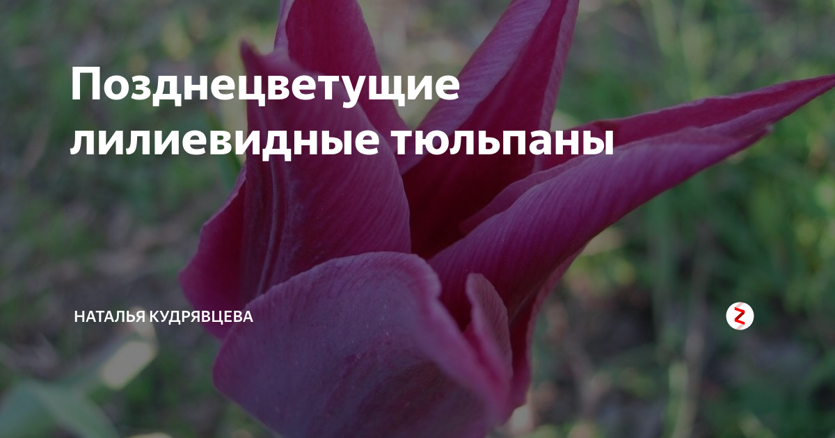 Позднецветущие лилиевидные тюльпаны | Волшебный сад | Дзен