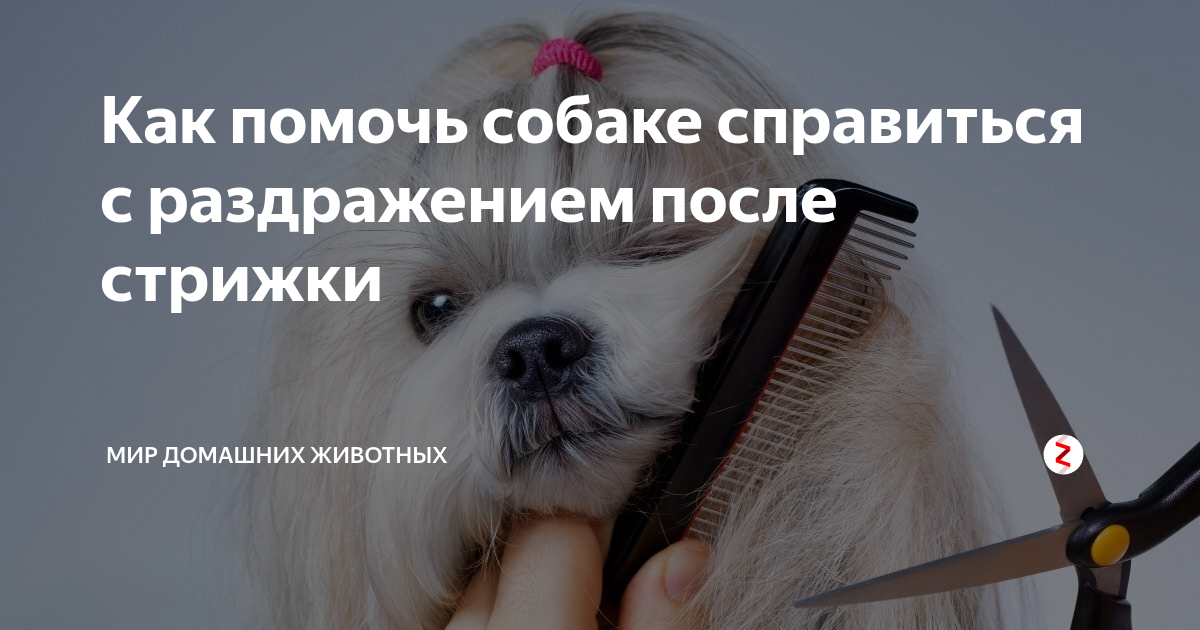 Как помочь собаке справиться с раздражением после стрижки | Мир ...
