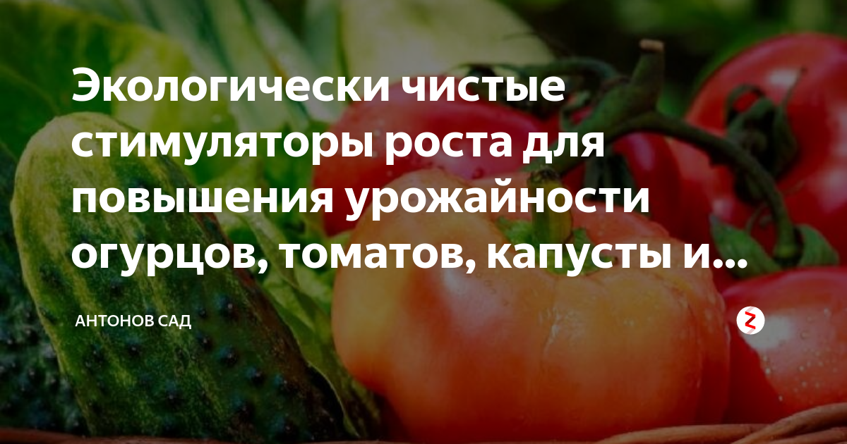 Экологически чистые стимуляторы роста для повышения урожайности огурцов ...