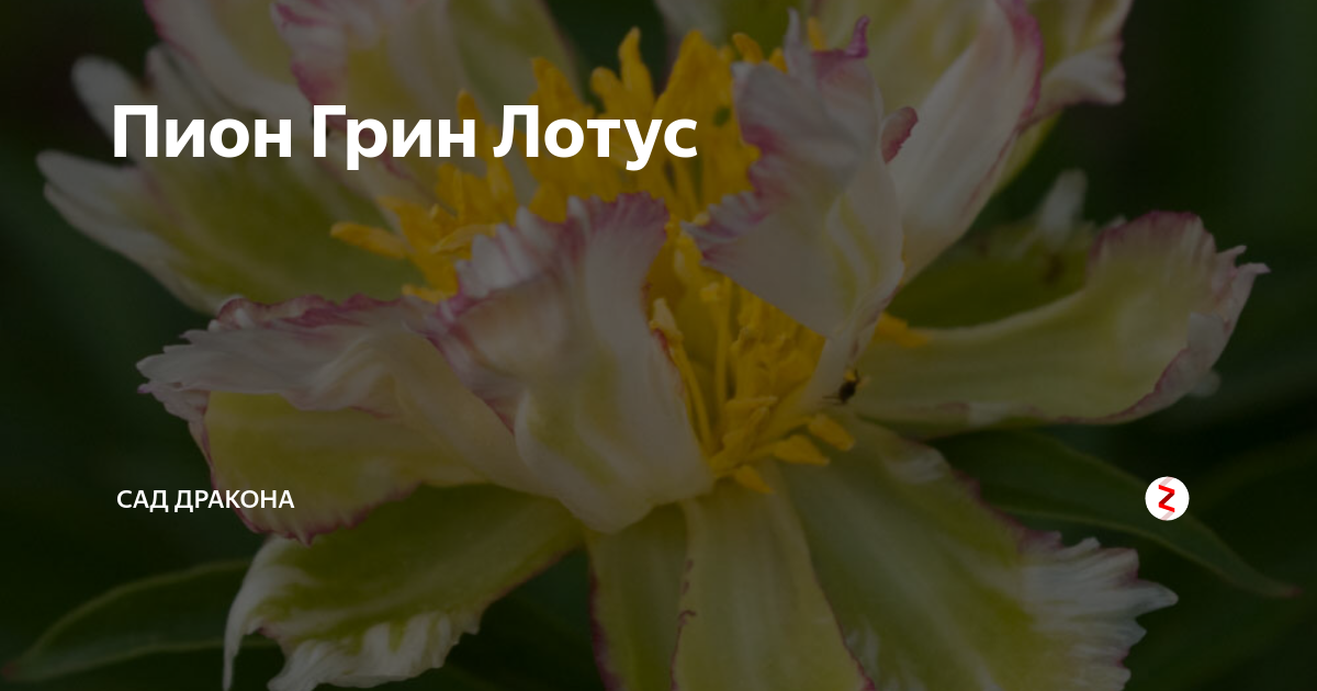Пион Грин Лотус | Сад Дракона. | Дзен