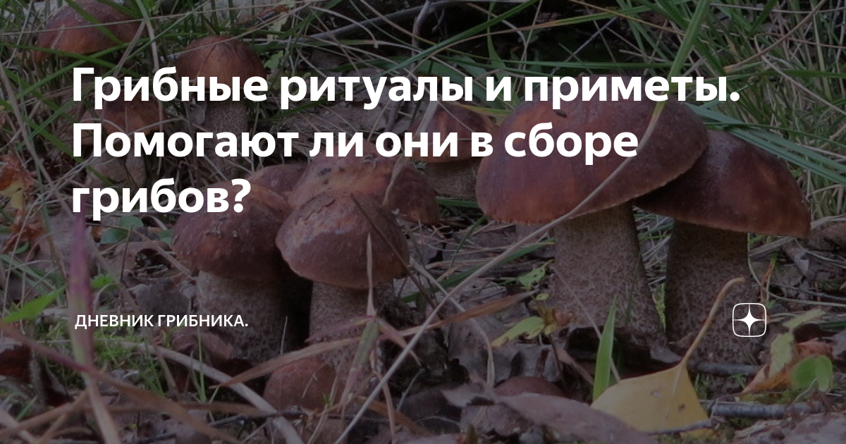 Грибные ритуалы и приметы Помогают ли они в сборе грибов Книга