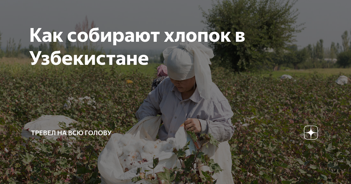 Как собирают хлопок в Узбекистане | Тревел на всю голову | Дзен