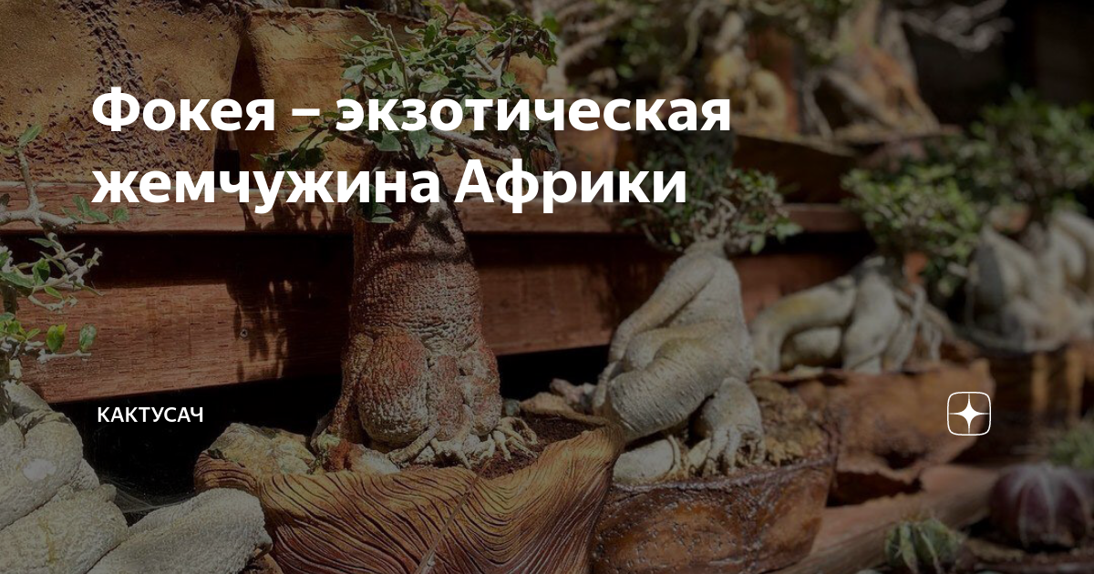 Фокея – экзотическая жемчужина Африки | Кактусач | Дзен