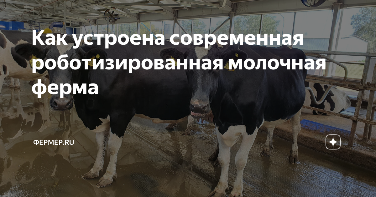 Как устроена современная роботизированная молочная ферма | Планета ...