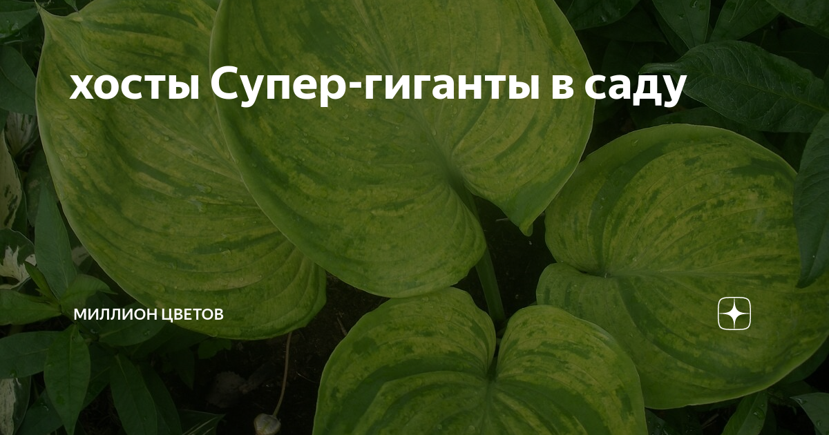 хосты Супер-гиганты в саду | Миллион цветов | Дзен