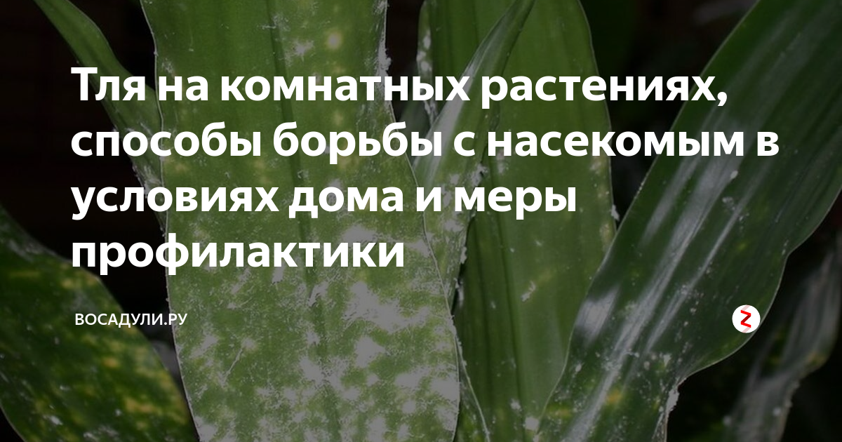 Тля на комнатных растениях способы борьбы с насекомым в условиях дома