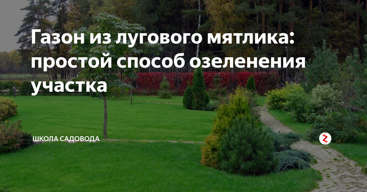 Газон из лугового мятлика: простой способ озеленения участка | Школа ...