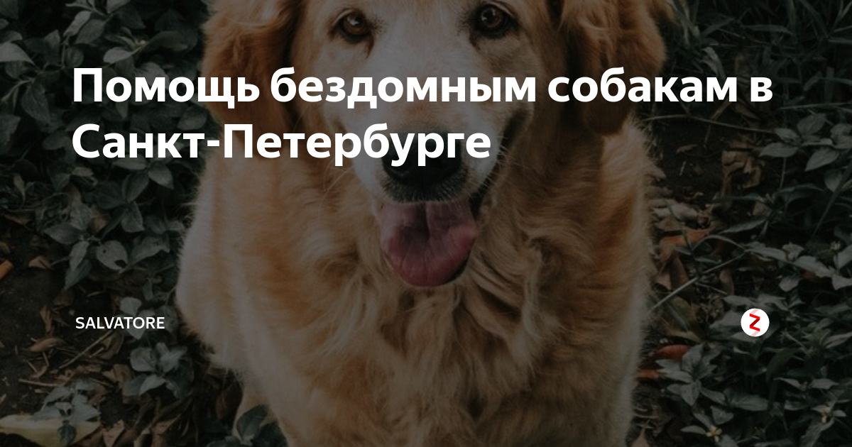 Помощь бездомным собакам в Санкт-Петербурге | 𝓢𝓪𝓵𝓿𝓪𝓽𝓸𝓻𝓮 | Дзен