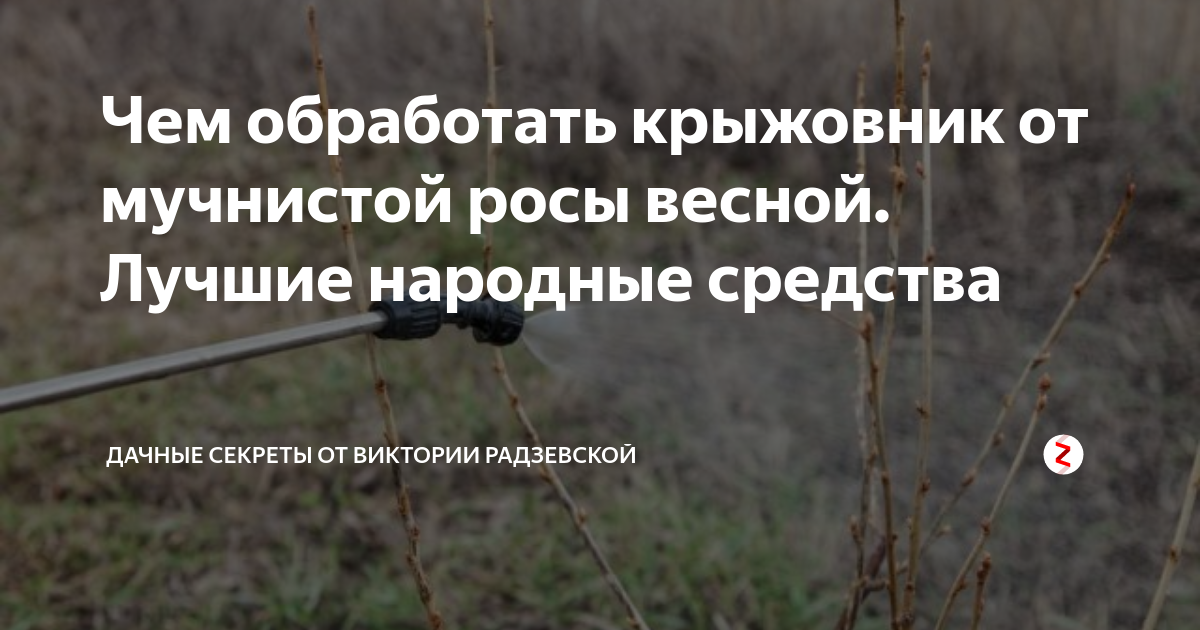Чем обработать крыжовник от мучнистой росы весной. Лучшие народные ...