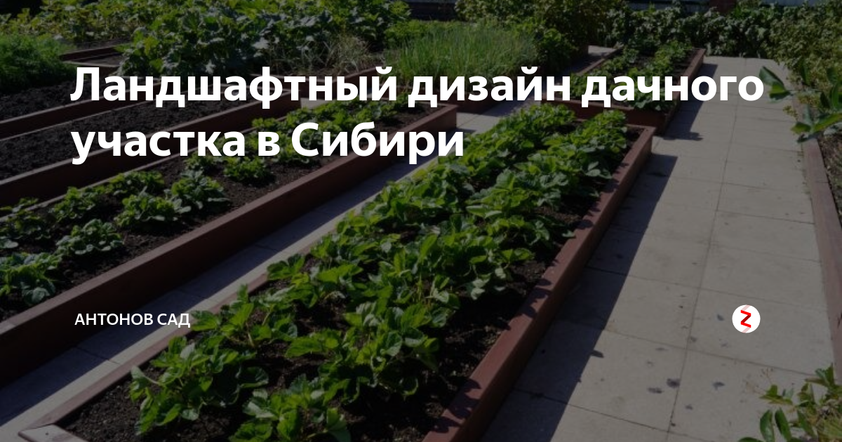 Ландшафтный дизайн дачного участка в Сибири Антонов сад дача и
