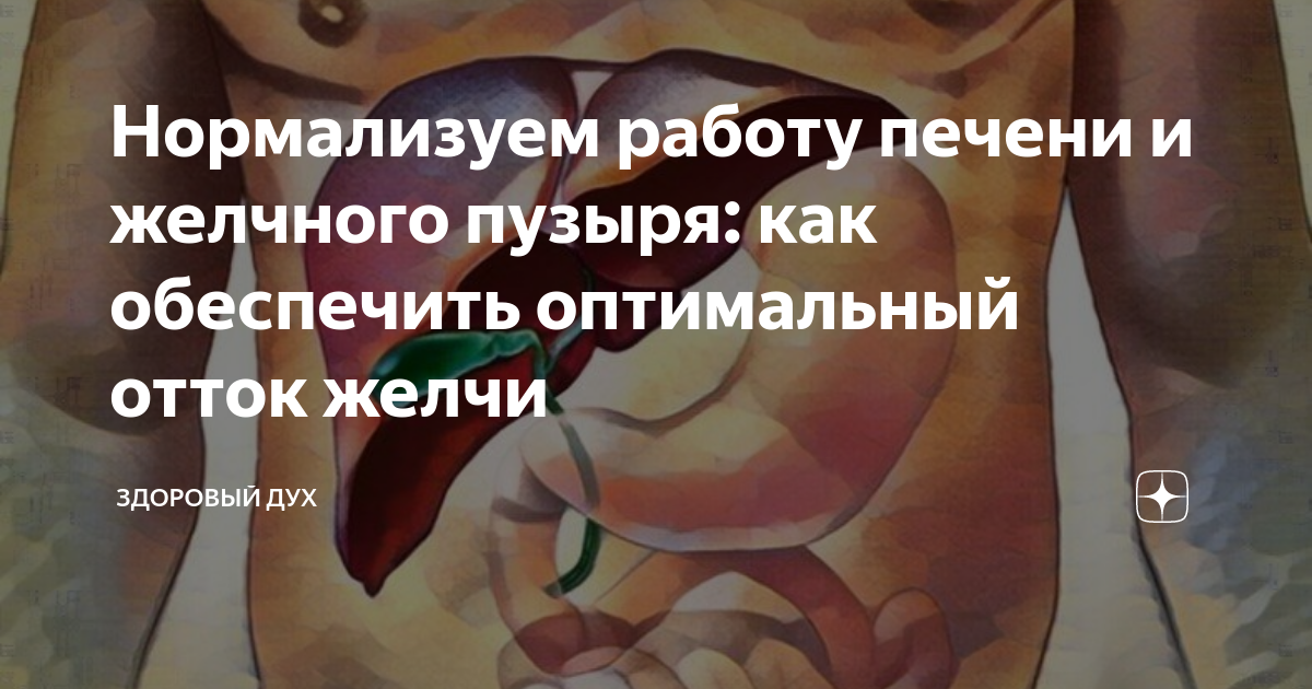 Нормализуем работу печени и желчного пузыря: как обеспечить оптимальный ...