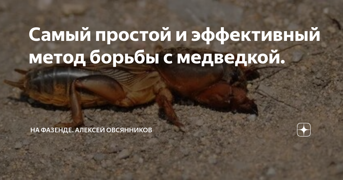 Самый простой и эффективный метод борьбы с медведкой. | На фазенде ...