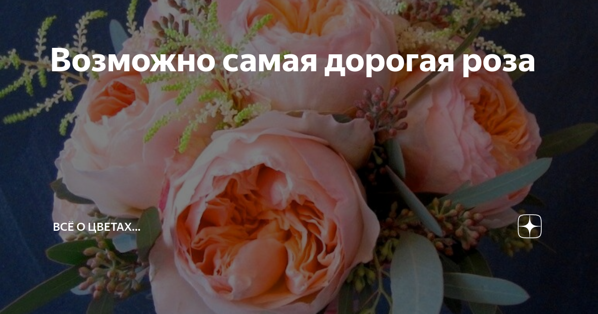 Возможно самая дорогая роза | Всё о цветах... | Дзен