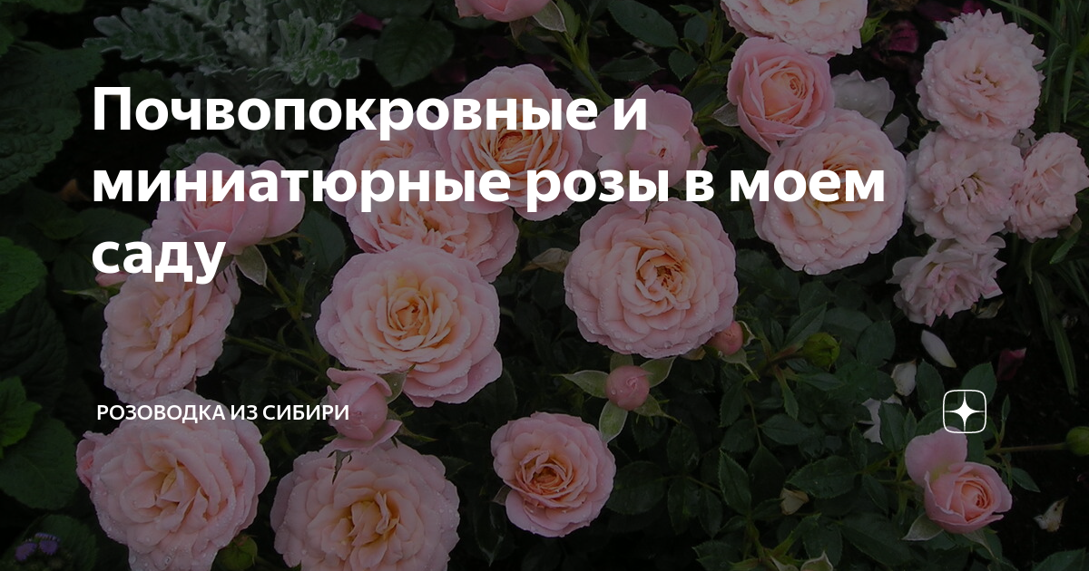 Почвопокровные и миниатюрные розы в моем саду | Розовый сибирский сад ...