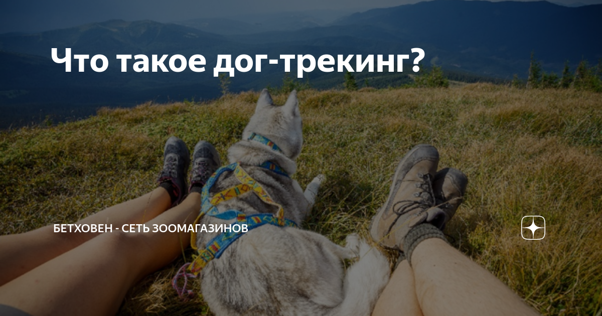 Что такое дог-трекинг? | Бетховен - сеть зоомагазинов | Дзен