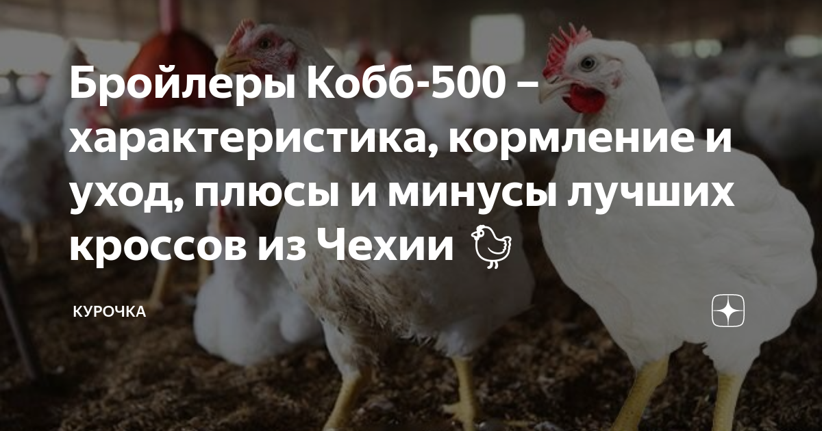 Бройлеры Кобб 500 характеристика кормление и уход плюсы и минусы
