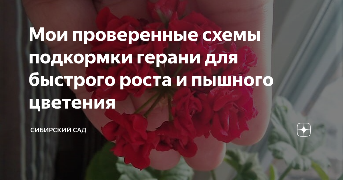 Мои проверенные схемы подкормки герани для быстрого роста и пышного ...