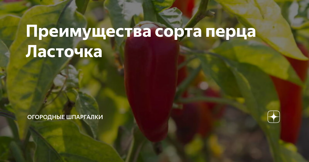 Преимущества сорта перца Ласточка | Огородные шпаргалки | Дзен