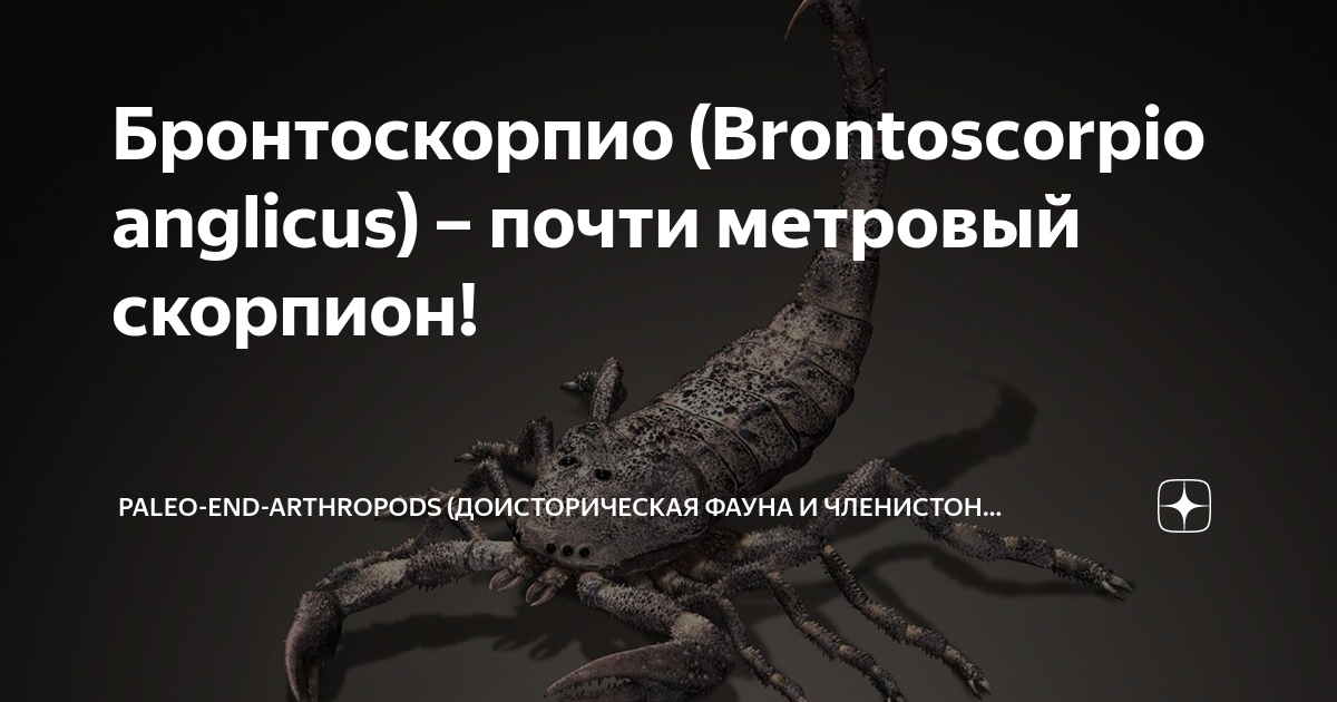 Бронтоскорпио (Brontoscorpio anglicus) – почти метровый скорпион! | Paleo-end-arthropods ...