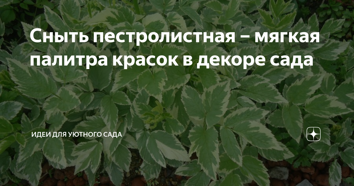 Сныть пестролистная – мягкая палитра красок в декоре сада | Идеи для ...